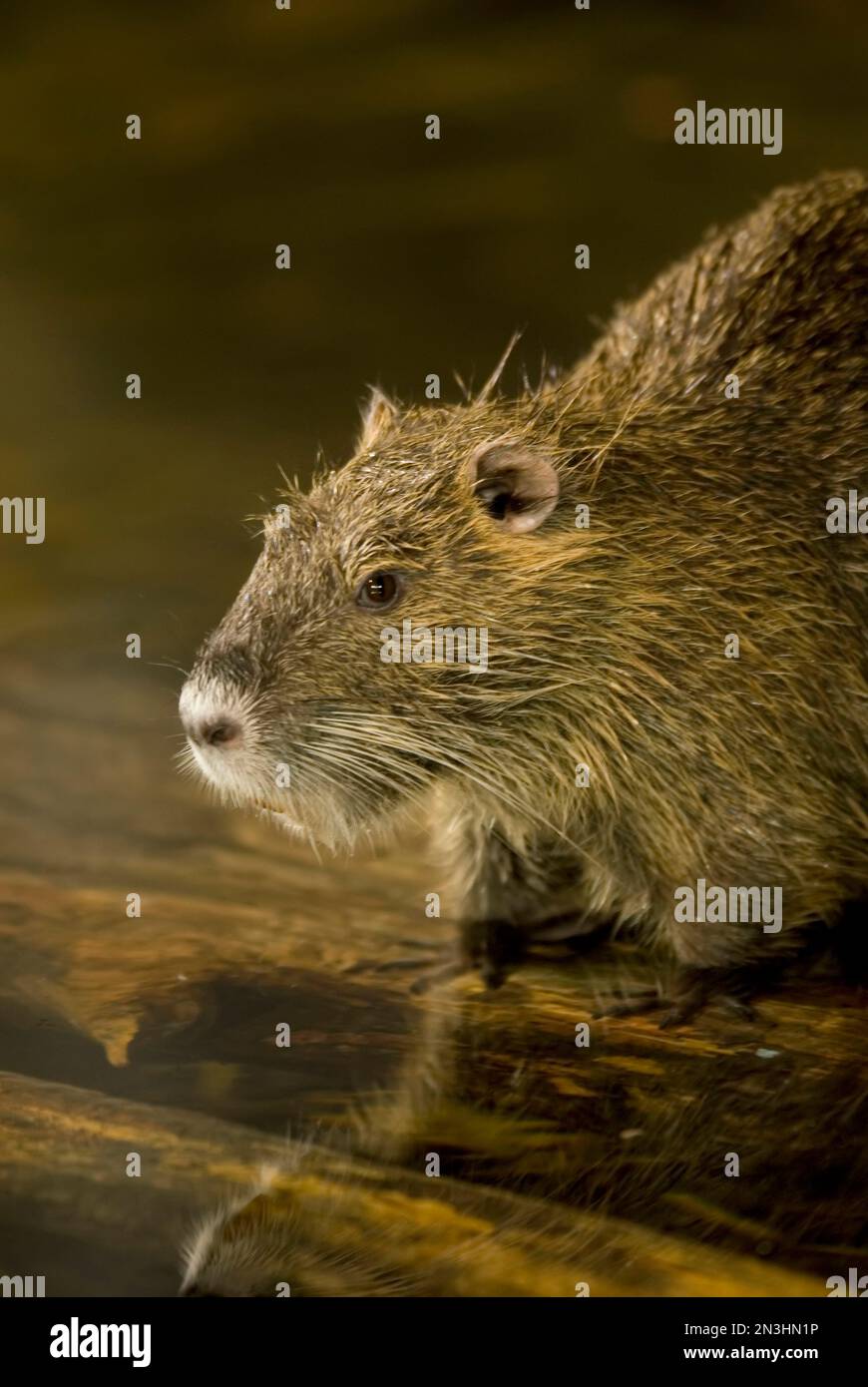 Portrait of a Beaver (Castor) in a zoo; Omaha, Nebraska, United States ...