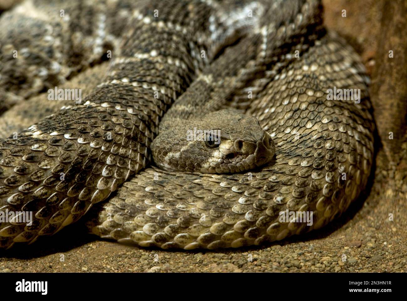 Snake zoo hi-res stock photography and images - Alamy