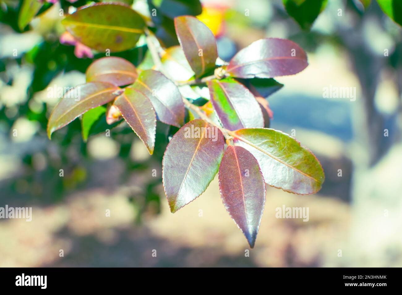 Art abstract spring background natural green leaf with rain drop after ...