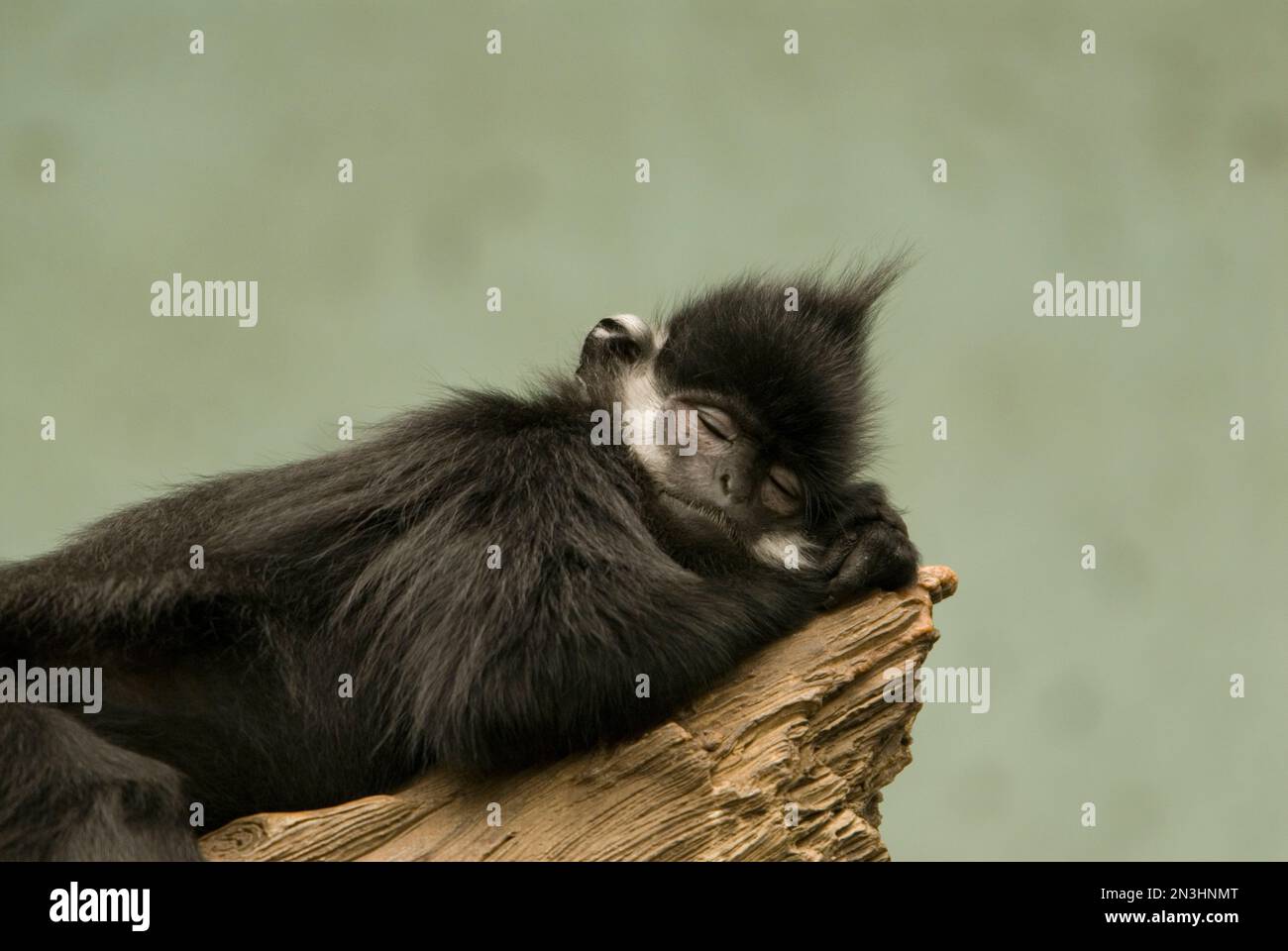Francois' langur (Trachypithecus francoisi) sleeping on a wood perch in ...