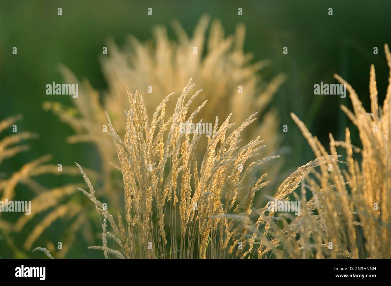 Sunlight on tall ornamental grasses hi-res stock photography and images ...