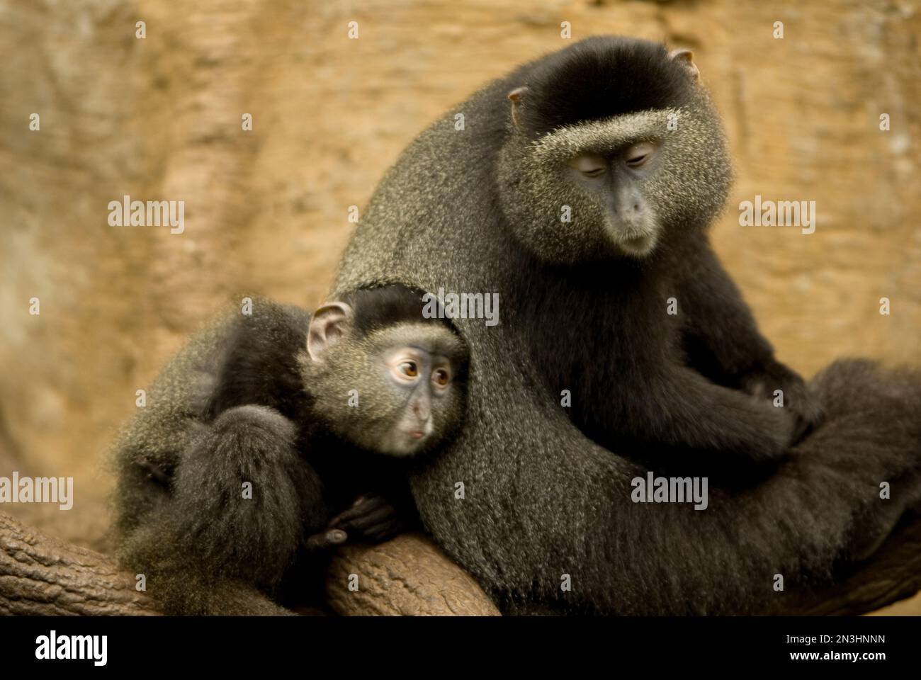 Portrait of a mother and infant Blue monkey (Cercopithecus mitis ...