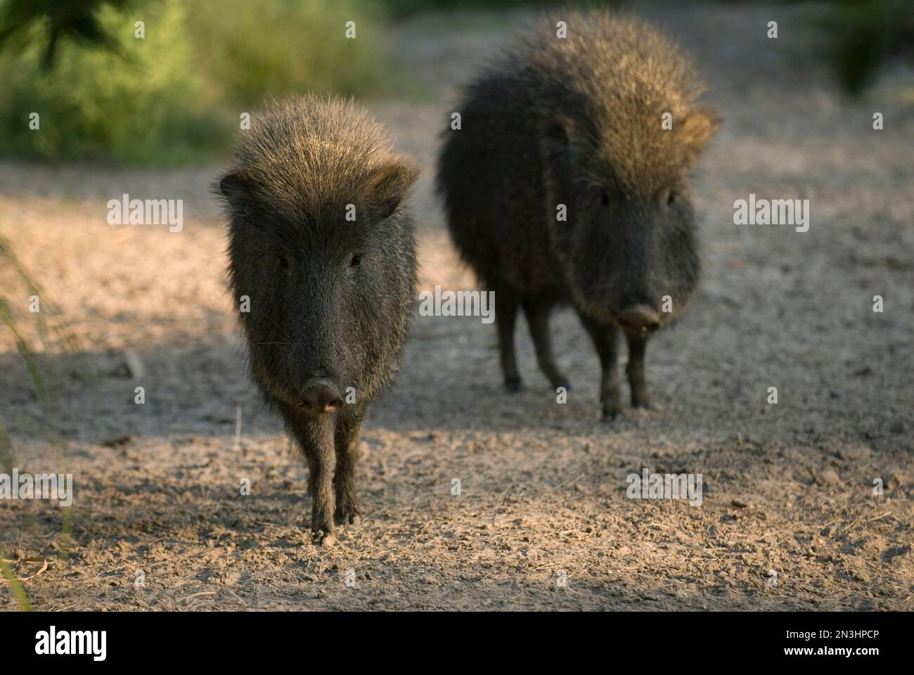 Pig like animals hi-res stock photography and images - Alamy