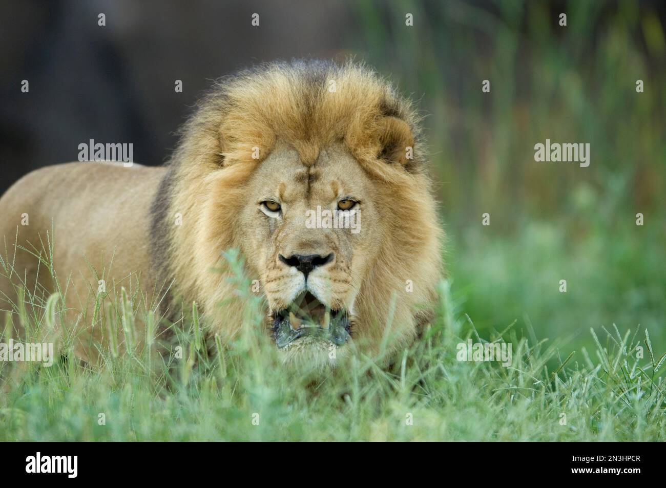 Portrait of a male African lion (Panthera leo krugeri) laying in the ...
