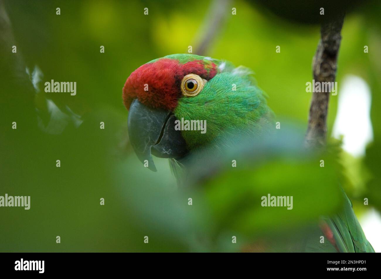 Thick billed macaw hi-res stock photography and images - Alamy