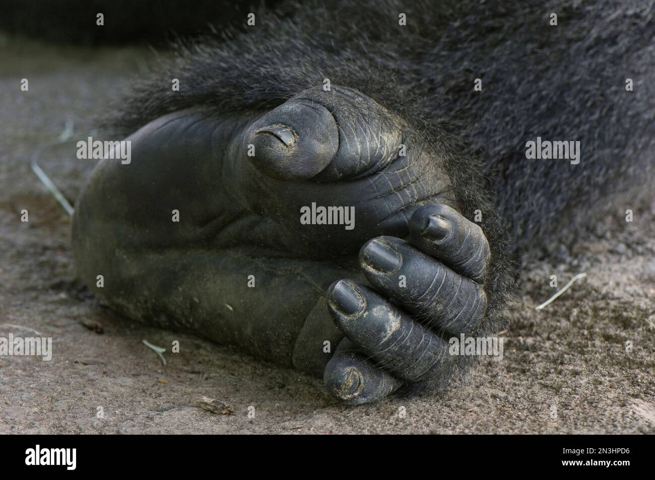 Close-up of the foot of a Western lowland gorilla (Gorilla gorilla ...