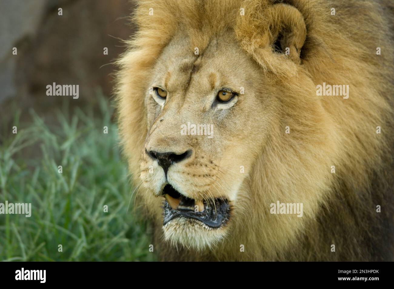 Portrait of a male African lion (Panthera leo krugeri) in its enclosure ...
