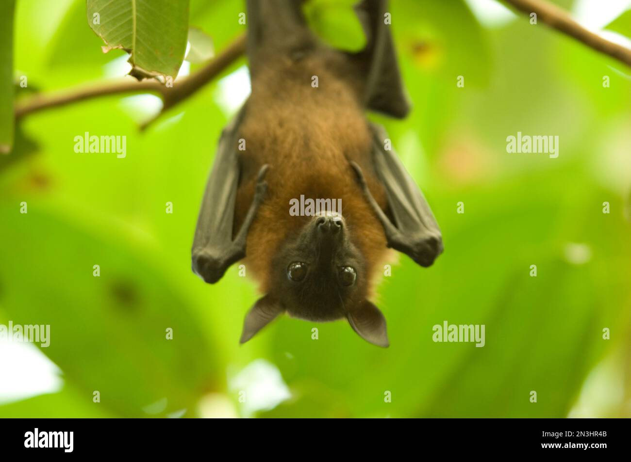 Portrait of an Indian flying fox (Pteropus giganteus) hanging from a ...