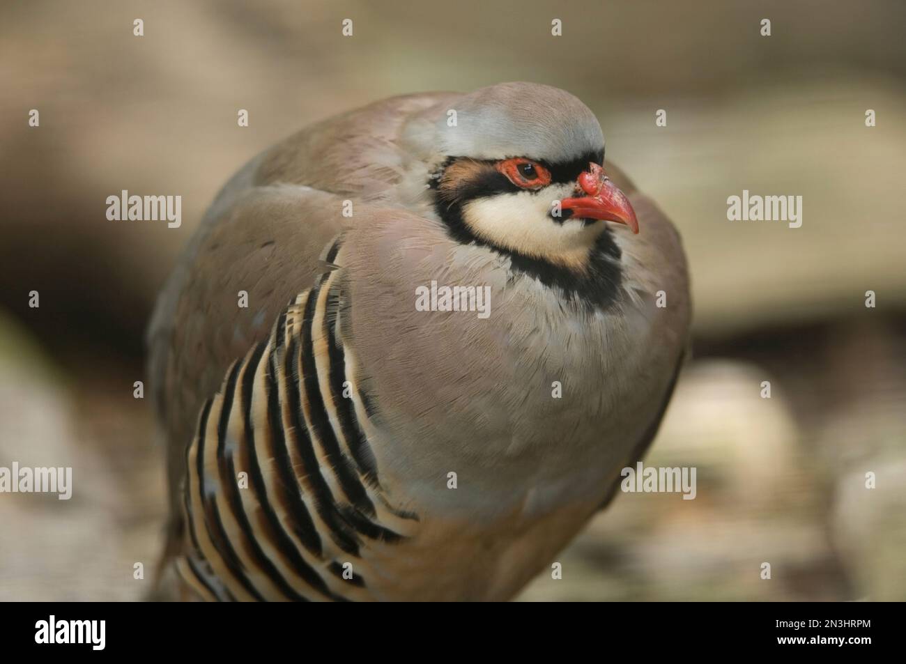 Close-up portrait of a Chukar partridge (Alectoris chukar) at a zoo ...
