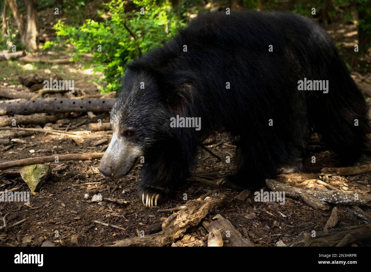 Sloth bear (Melursus ursinus) walking in a zoo enclosure; Manhattan ...