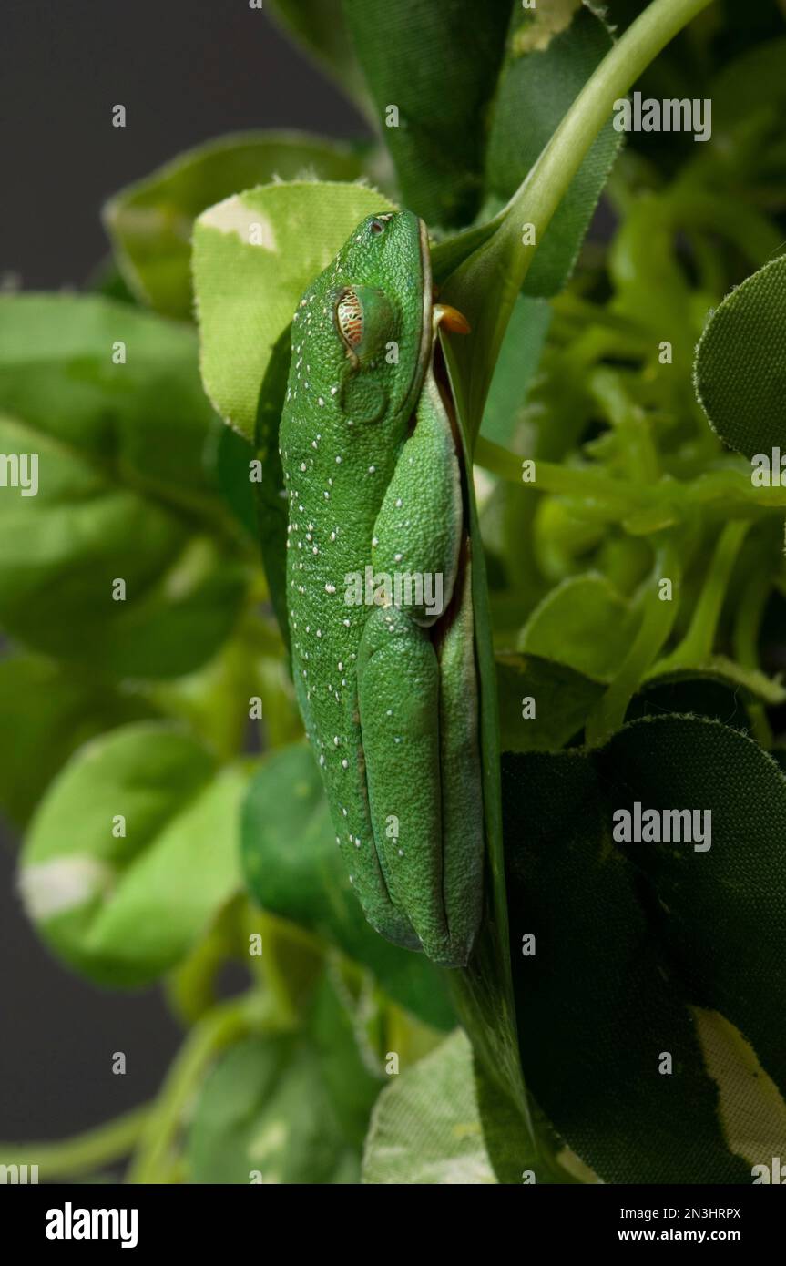 Red-eyed tree frog (Agalychnis callidryas) resting on a leaf; Manhattan ...