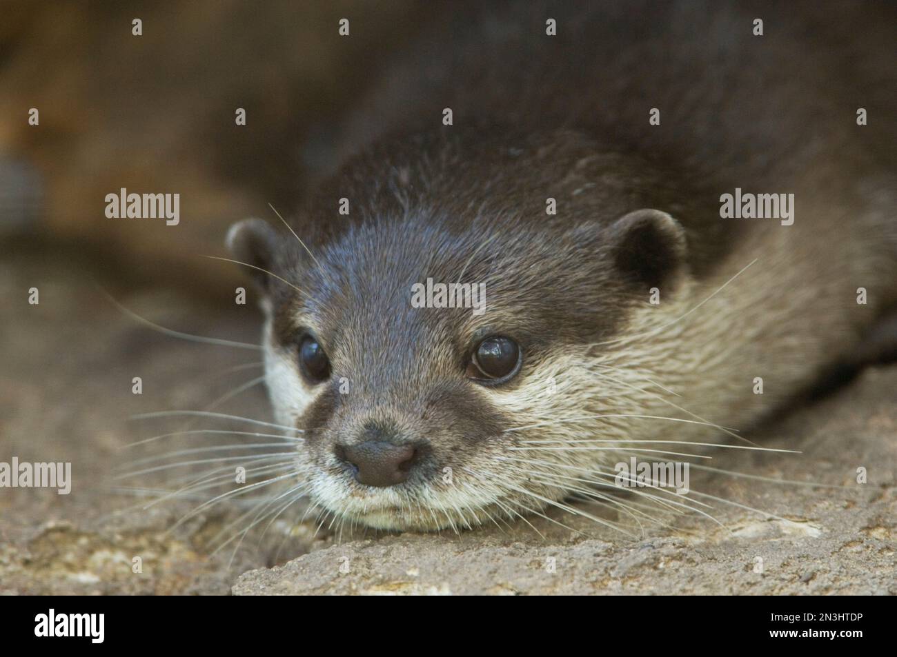 Asian otter photography hi-res stock photography and images - Alamy