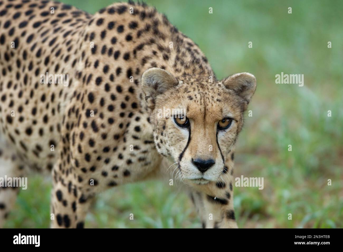 Portrait of a Cheetah (Acinonyx jubatus) moving in its enclosure in a ...