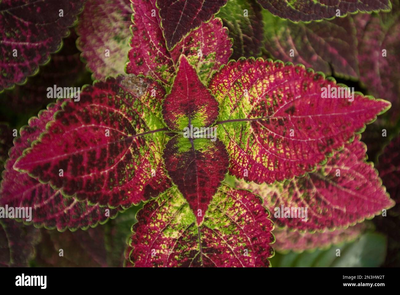 Coleus red plant hi-res stock photography and images - Alamy