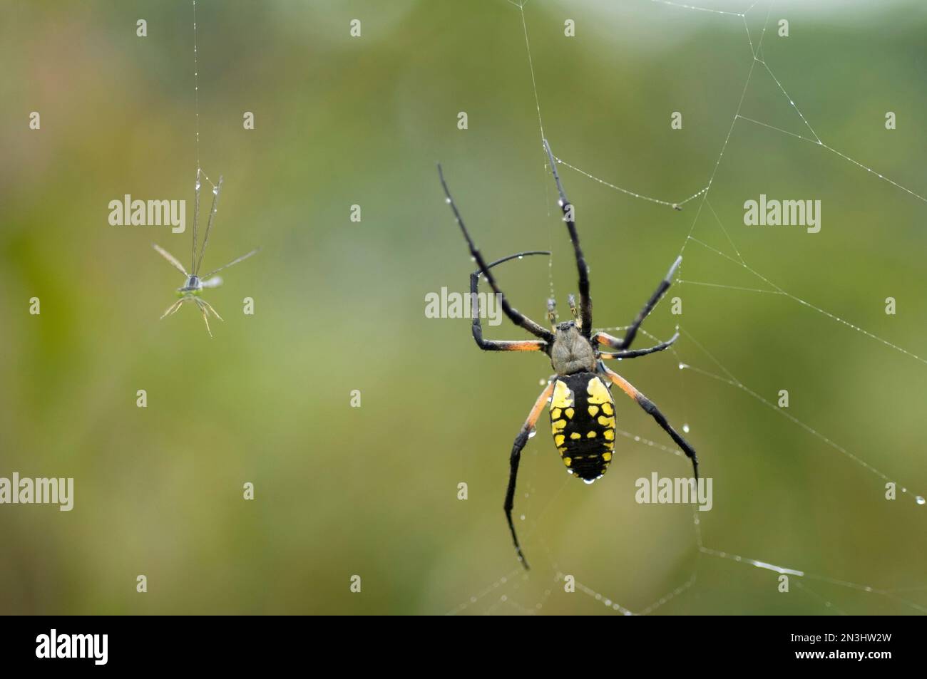 Yellow and black damselfly hi-res stock photography and images - Alamy