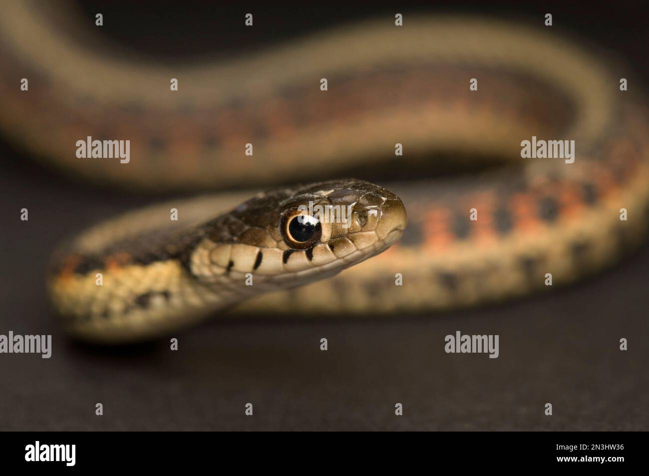 Portrait of a Red-sided garter snake (Thamnophis sirtalis parietalis ...