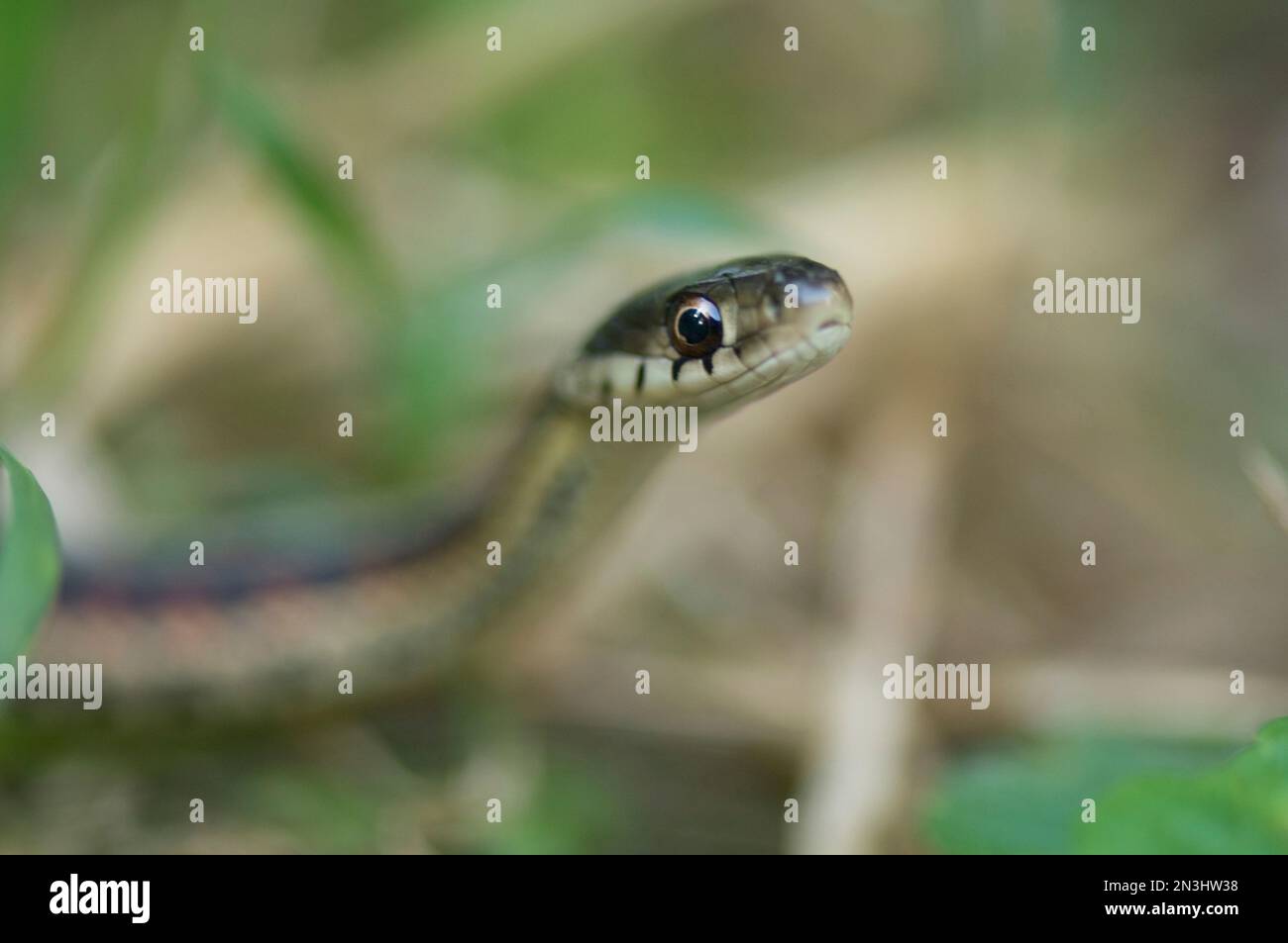 Red sided garter snake hi-res stock photography and images - Alamy