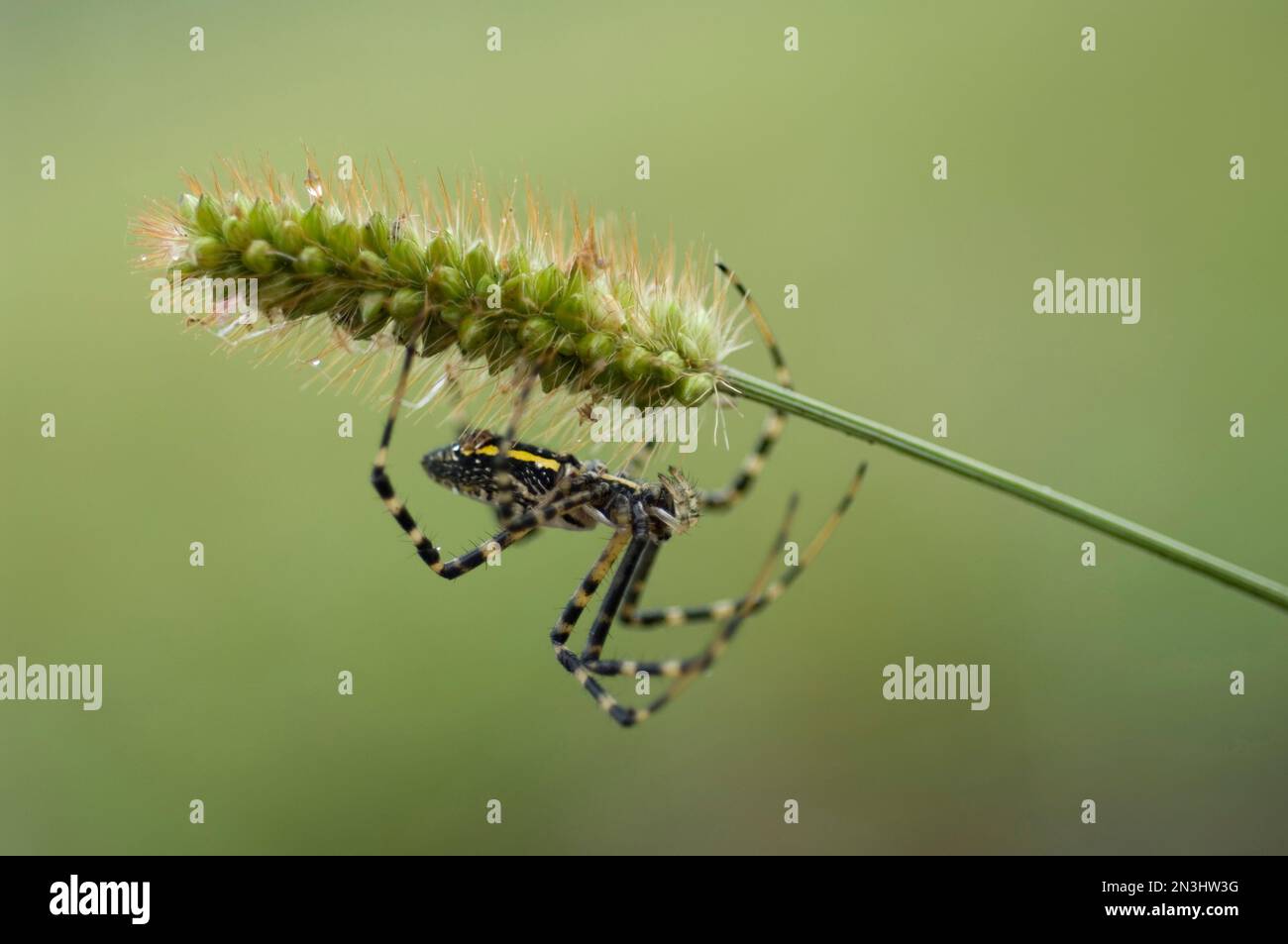 Silver orb banded argiopi spider hi-res stock photography and images ...