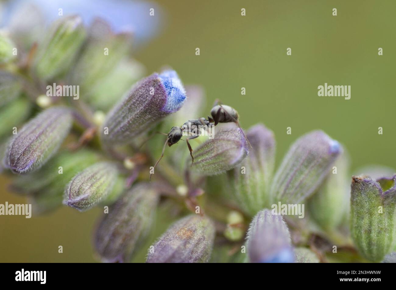 Green ant creek hi-res stock photography and images - Alamy