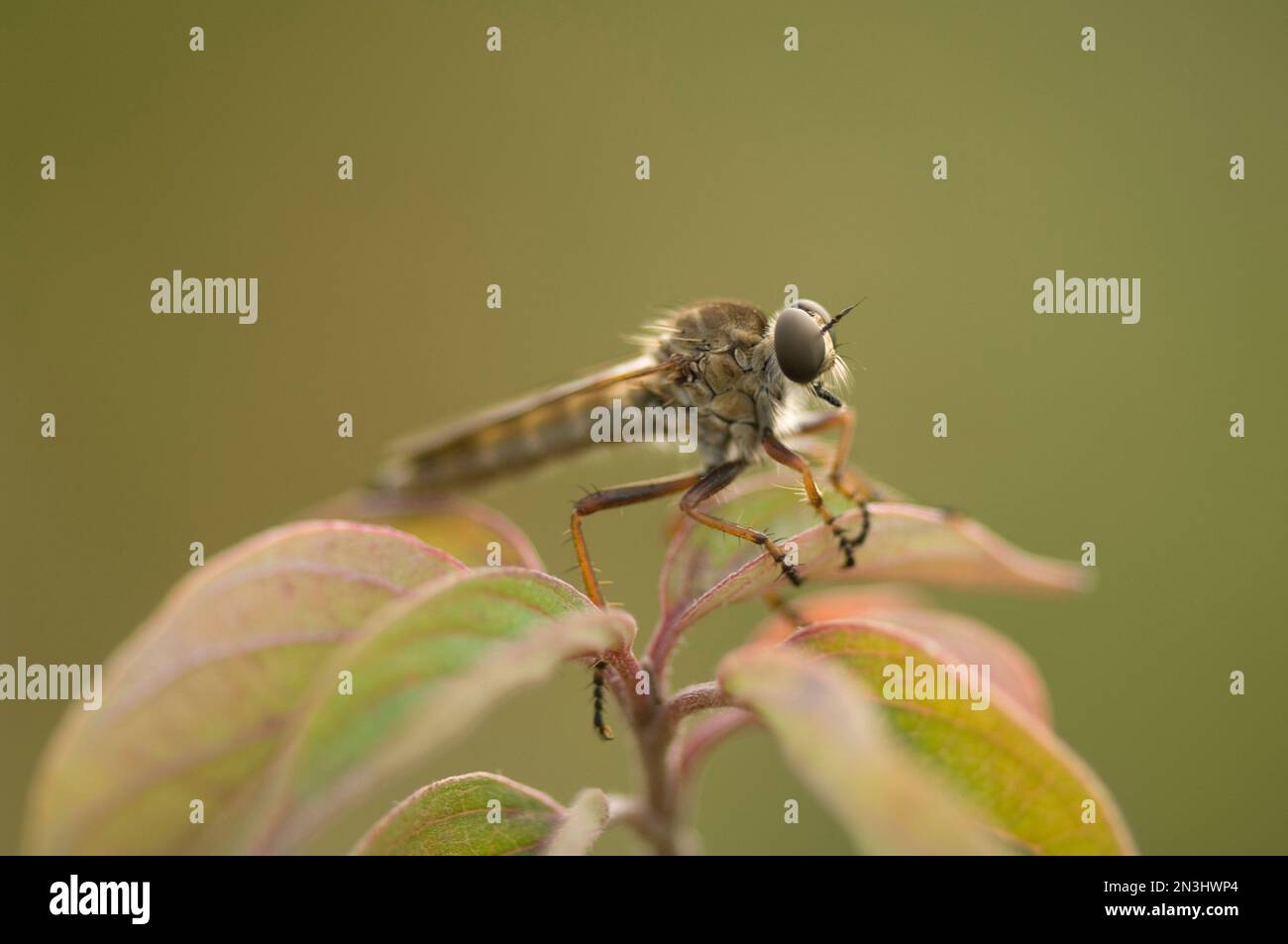 False bee killer hi-res stock photography and images - Alamy
