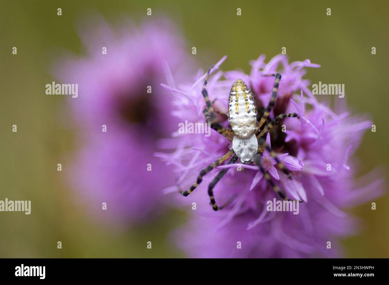 Silver orb banded argiopi spider hi-res stock photography and images ...