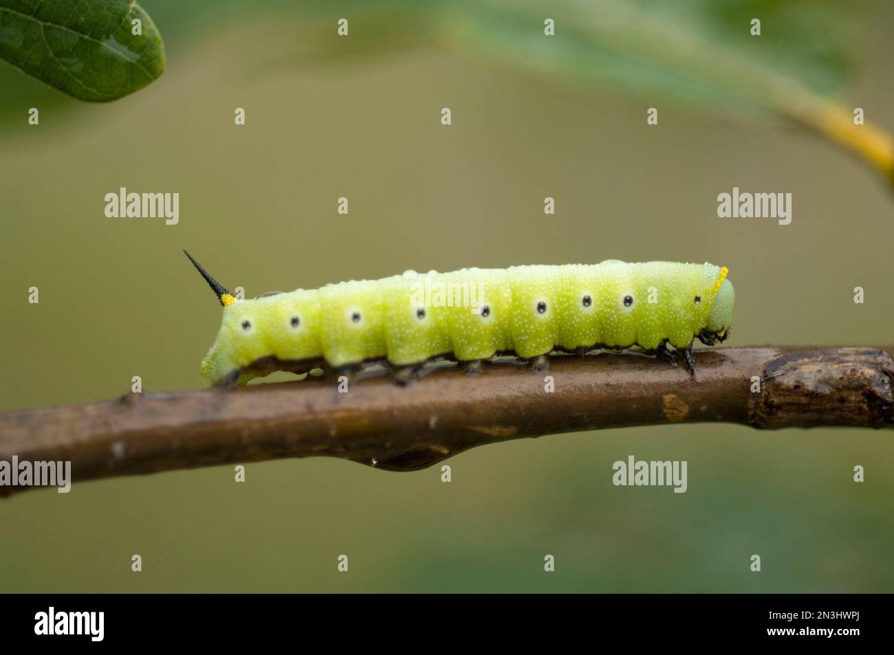 Clearwing larvae hi-res stock photography and images - Alamy