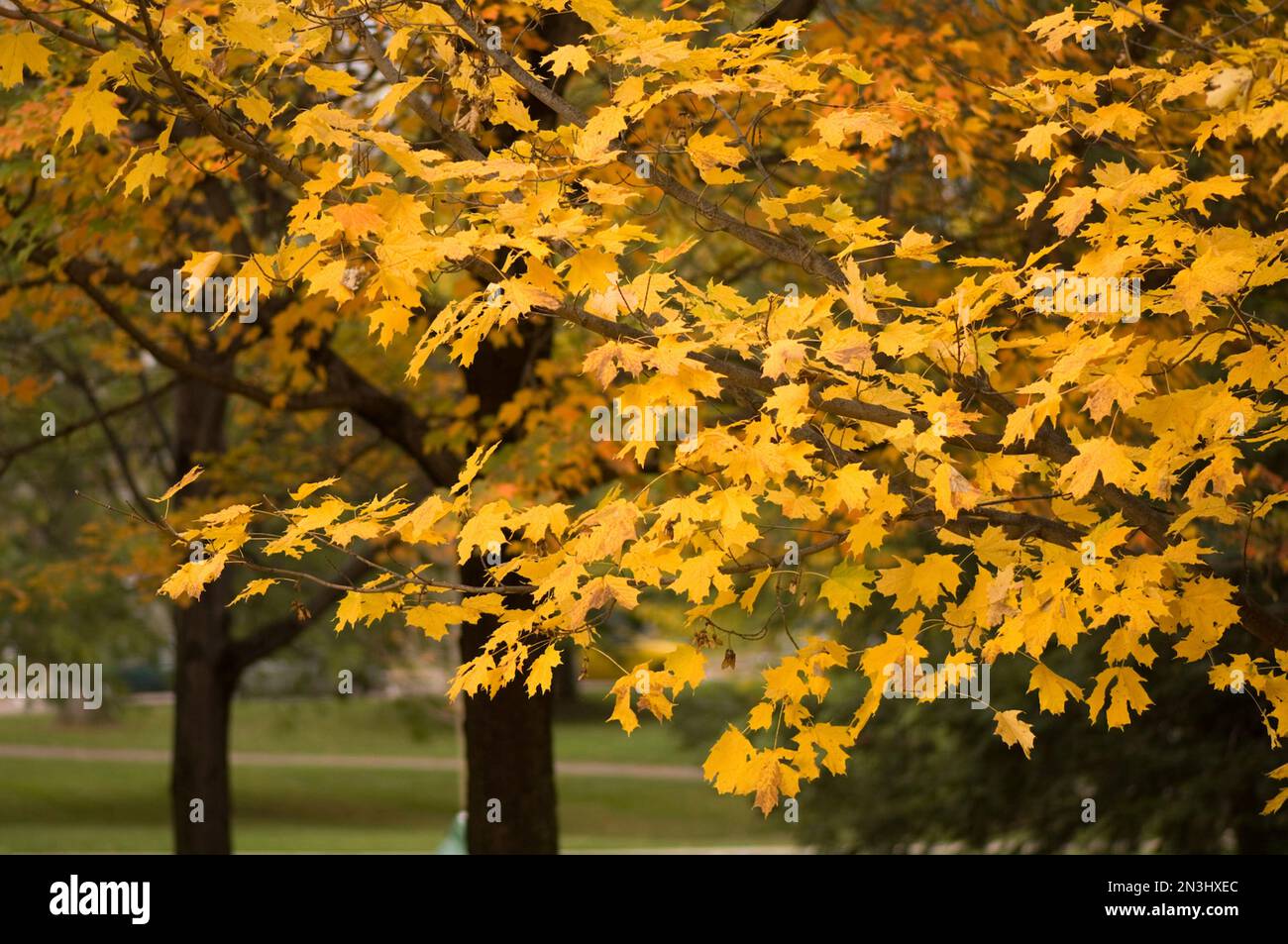 Maple trees in fall colours in a park; Middlebury, Vermont, United ...
