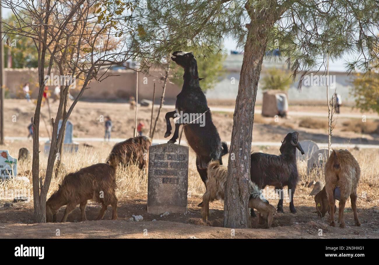 A goats climbs a grave stone while feeding in a cemetery in Caycara on ...