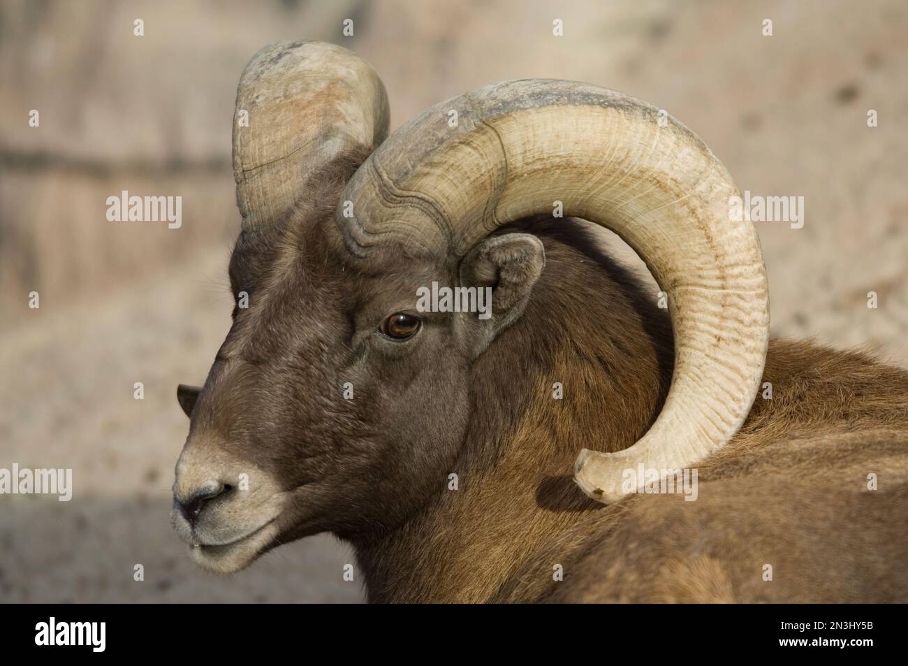 Close-up portrait of a Bighorn sheep (Ovis canadensis) at a zoo; Denver ...