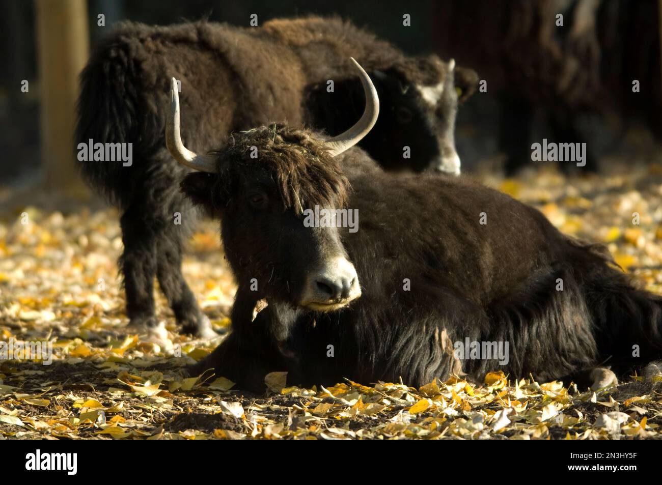Resting yaks hi-res stock photography and images - Alamy