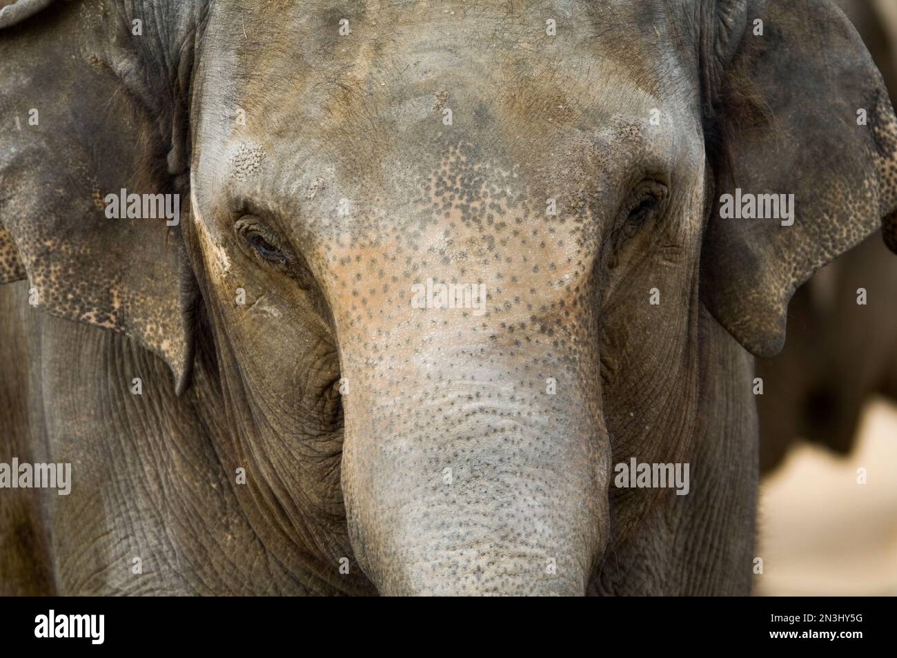 Elephant front face hi-res stock photography and images - Alamy