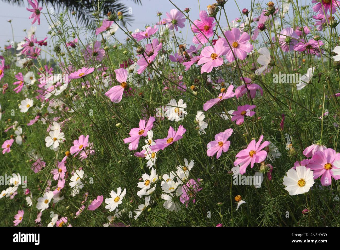 multiple colored garden cosmos flower on farm for harvest Stock Photo ...