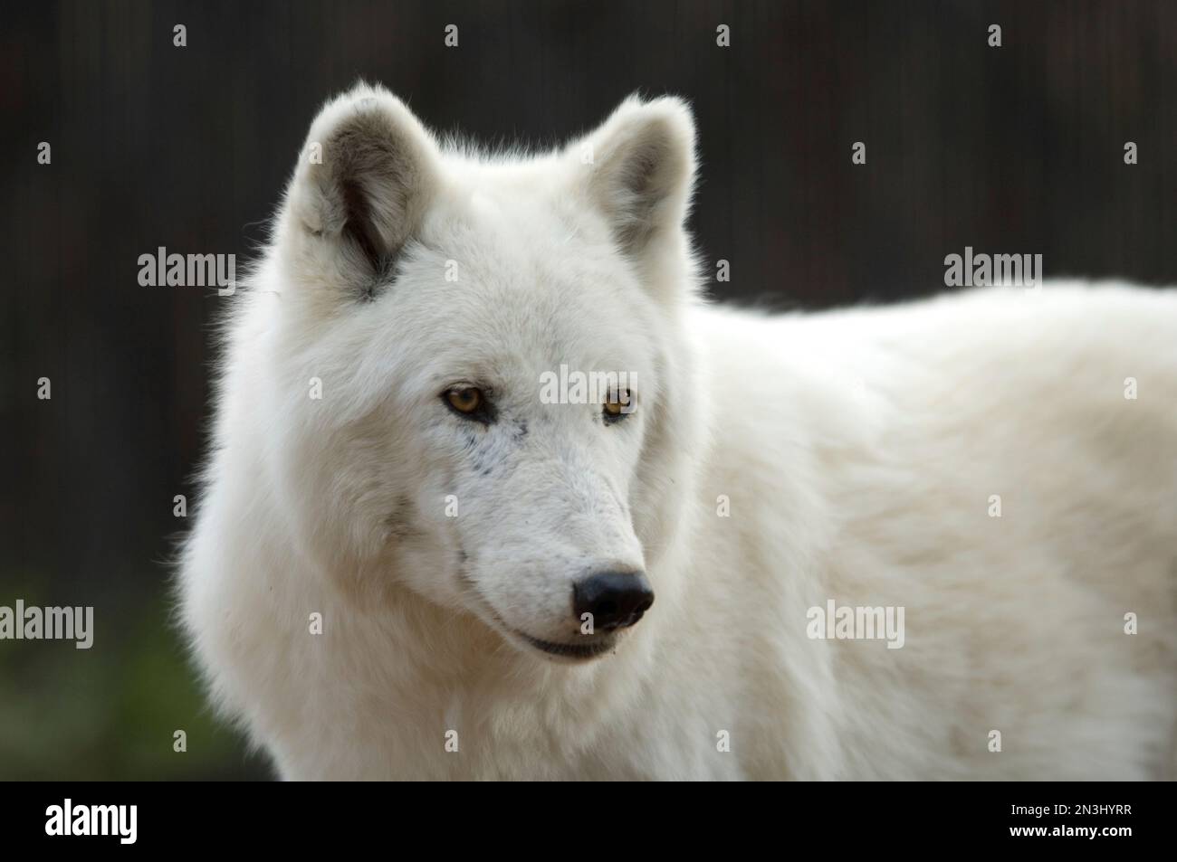 Portrait of an Arctic wolf (Canis lupus arctos) at a zoo; Denver ...