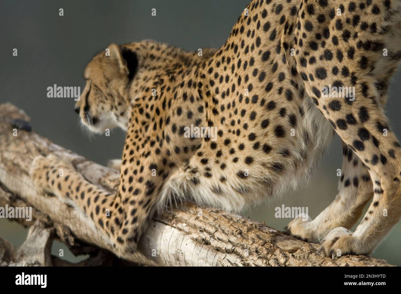 Cheetah (Acinonyx jubatus) stretching on a log in a zoo enclosure ...