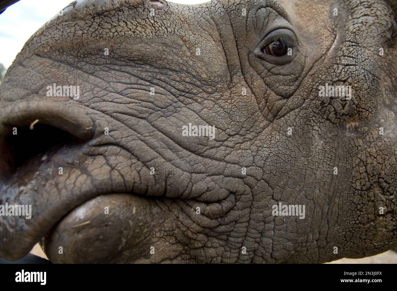 Close-up of the wrinkled skin on the face of an Indian rhinoceros ...