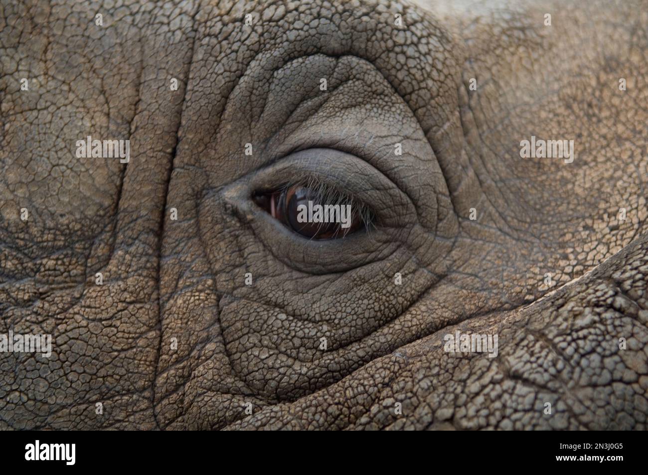 Close-up of the eye and wrinkled skin on the face of an Indian ...