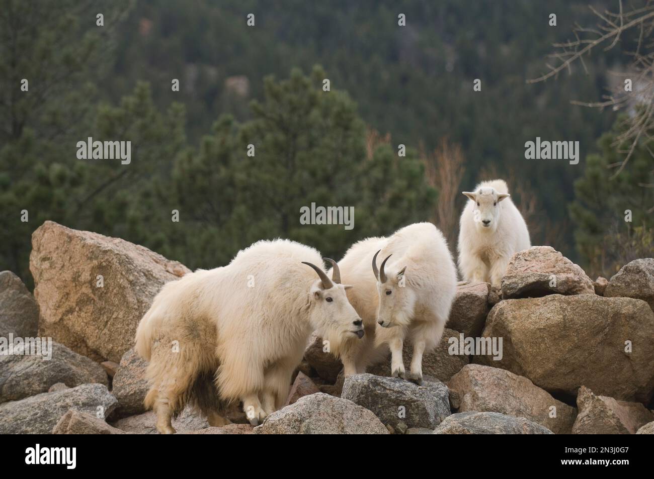 Mountain goats (Oreamnos americanus) on rocks in a zoo enclosure ...