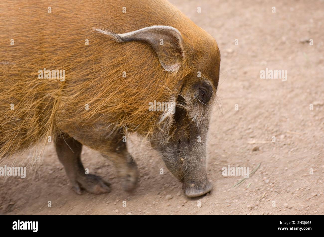Side view red river hog hi-res stock photography and images - Alamy