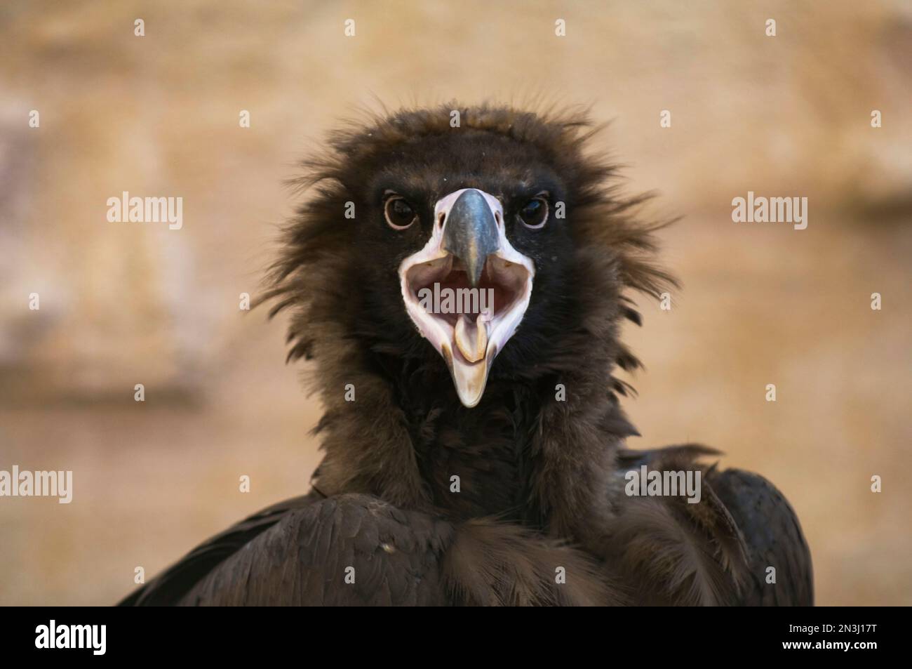 Scottsbluff bird hi-res stock photography and images - Alamy