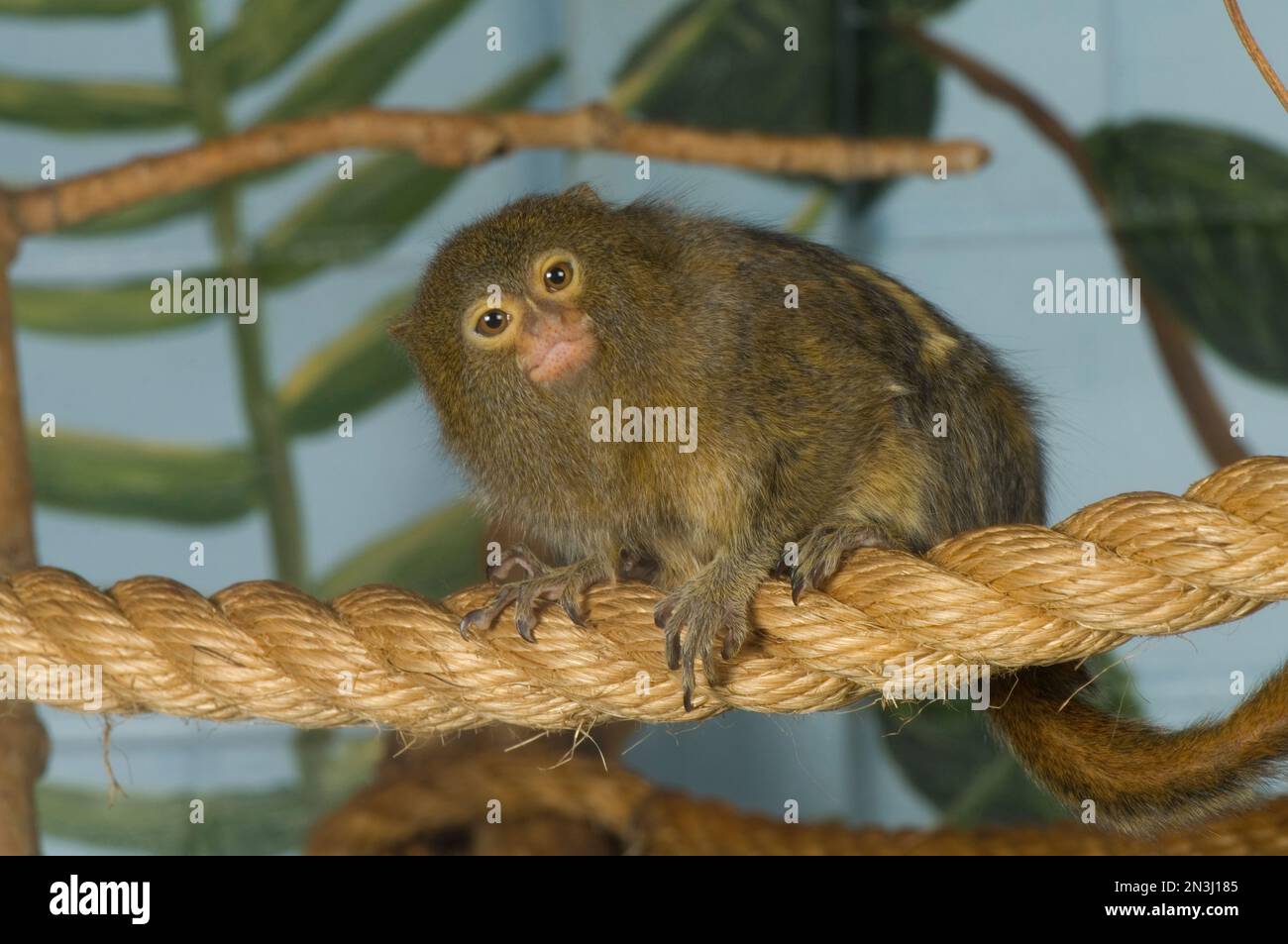 Portrait of a Pygmy marmoset (Cebuella pygmaea) at a zoo; Colorado ...