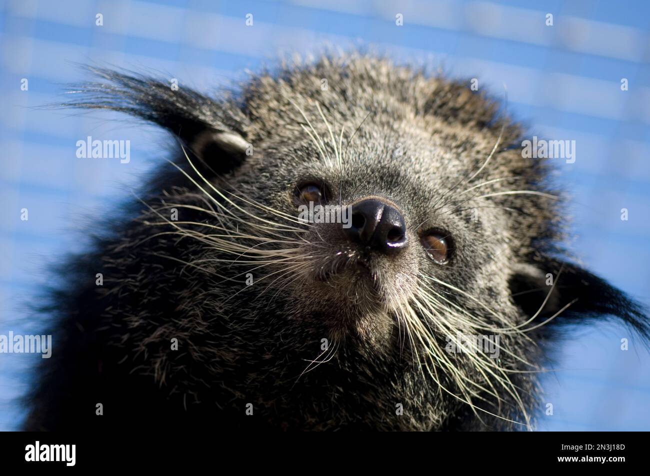 Close-up portrait of a Binturong (Arctictis binturong) at a zoo ...