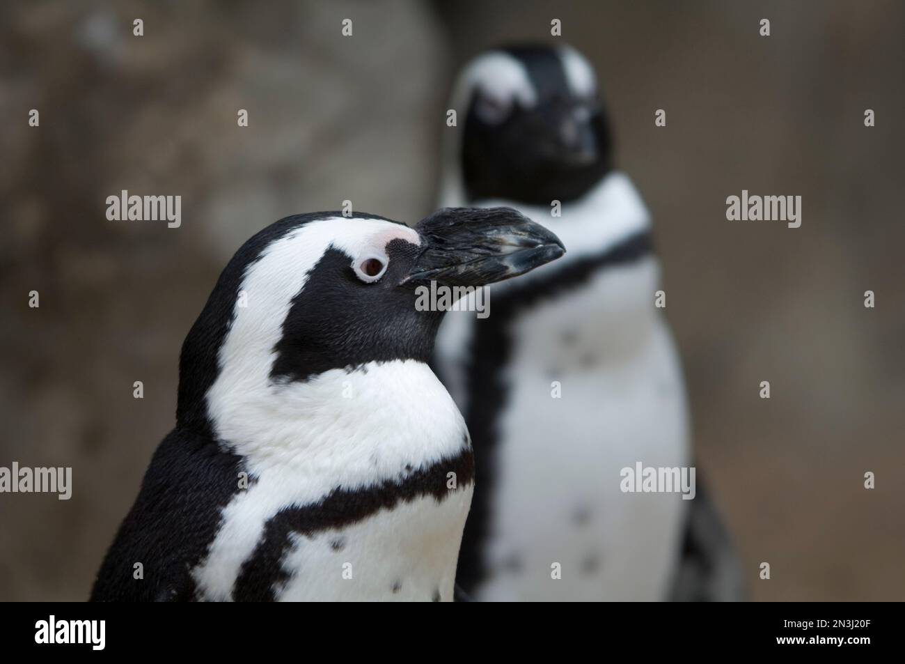 The penguins at the denver zoo hi-res stock photography and images - Alamy