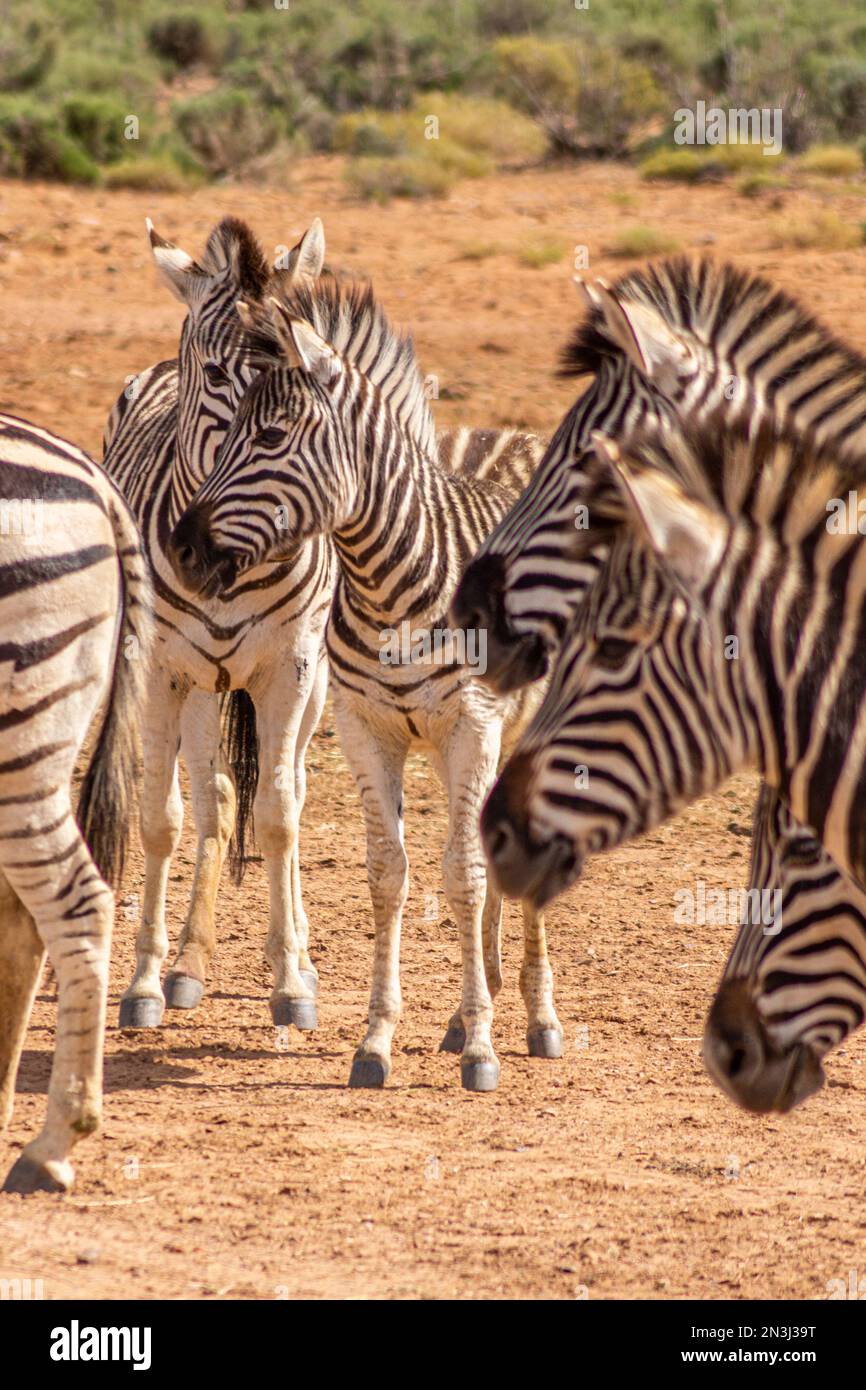 Big striped zebra standing hi-res stock photography and images - Alamy