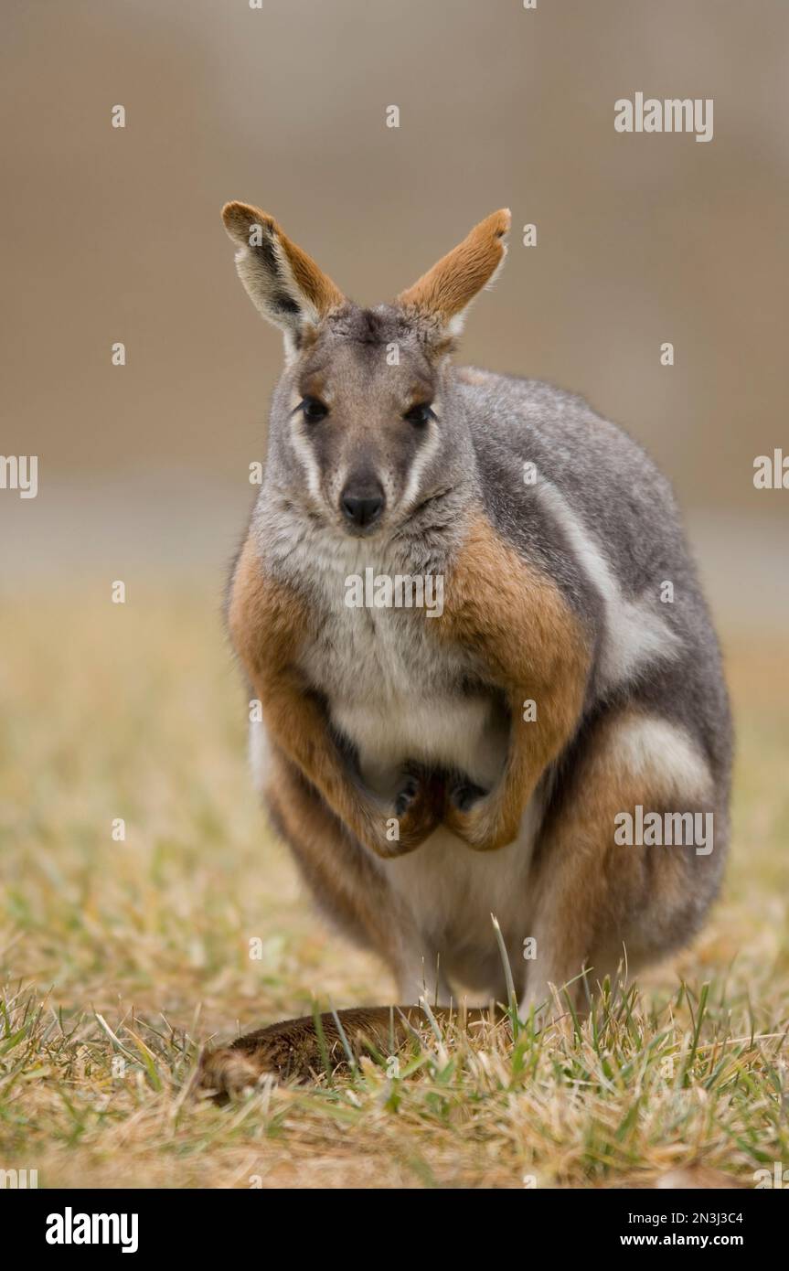 Portrait of a Yellow-footed rock wallaby (Petrogale xanthopus xanthopus ...