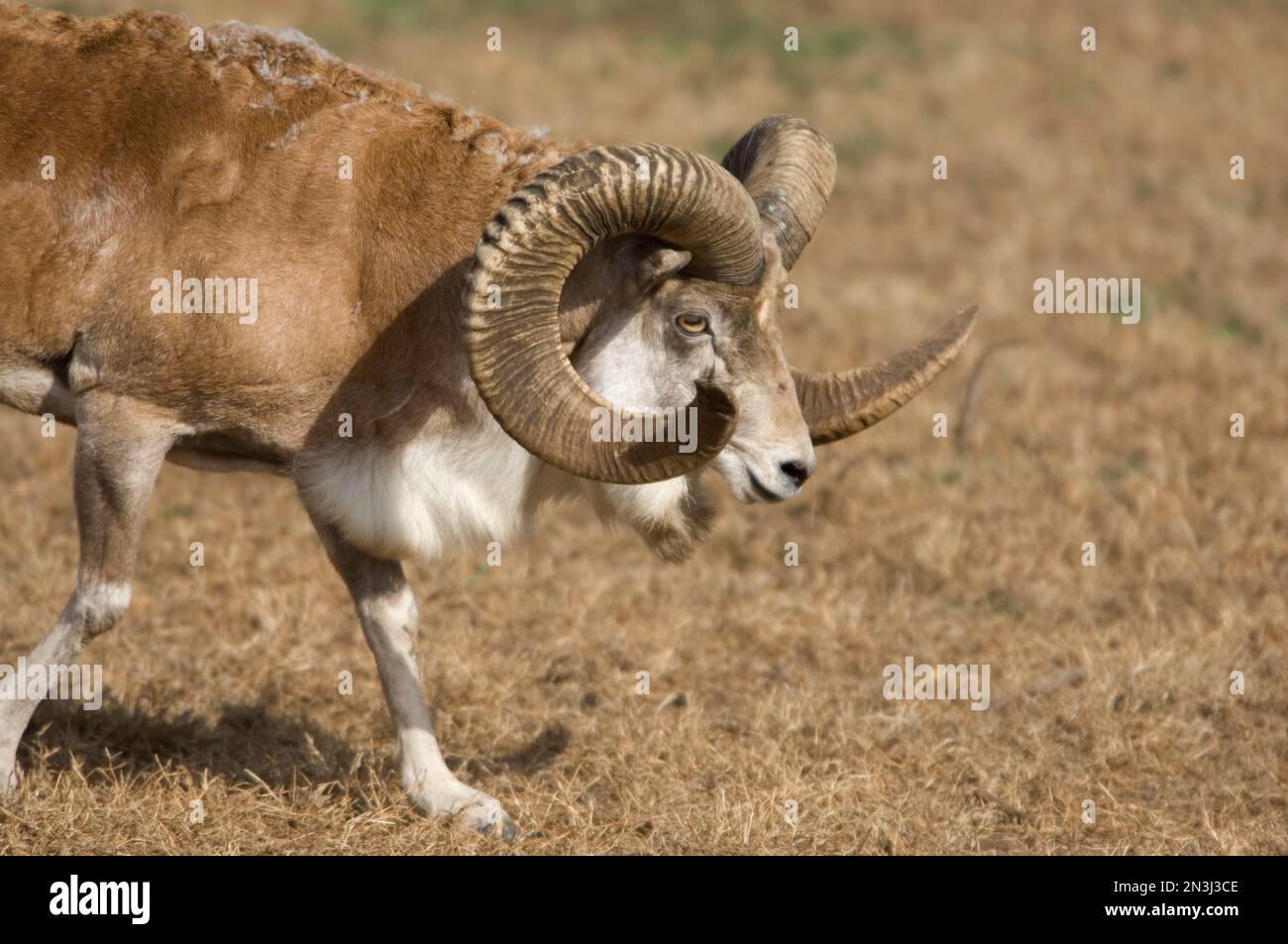 Portrait of a Transcaspian urial (Ovis vignei arkal) walking in a zoo ...