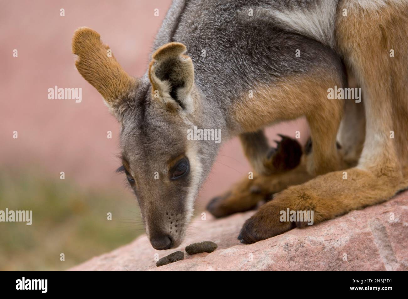 Yellow-footed rock wallaby (Petrogale xanthopus xanthopus) stands on a ...