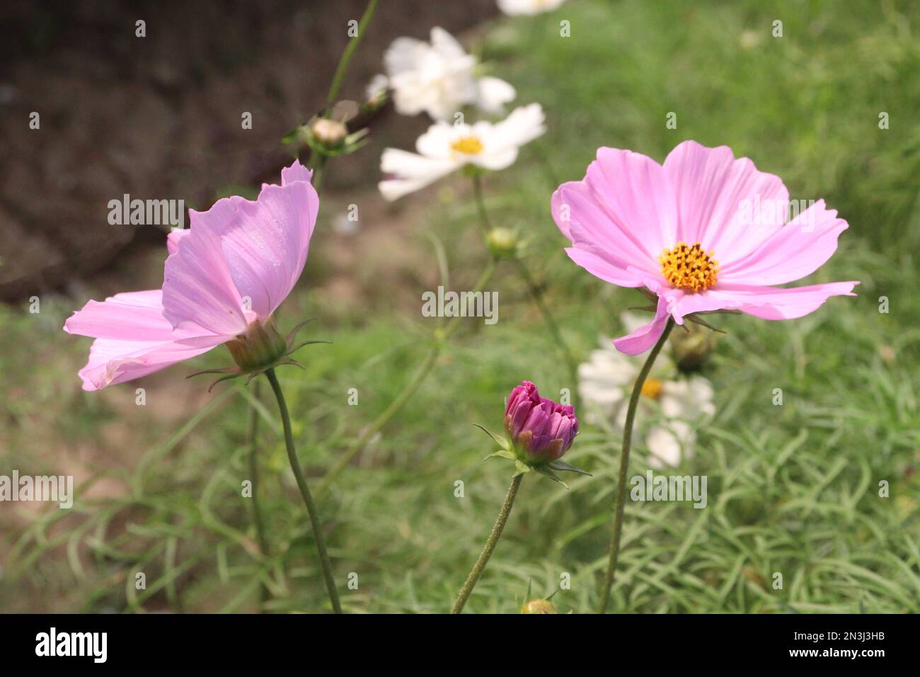 pink colored garden cosmos flower on farm for harvest Stock Photo - Alamy