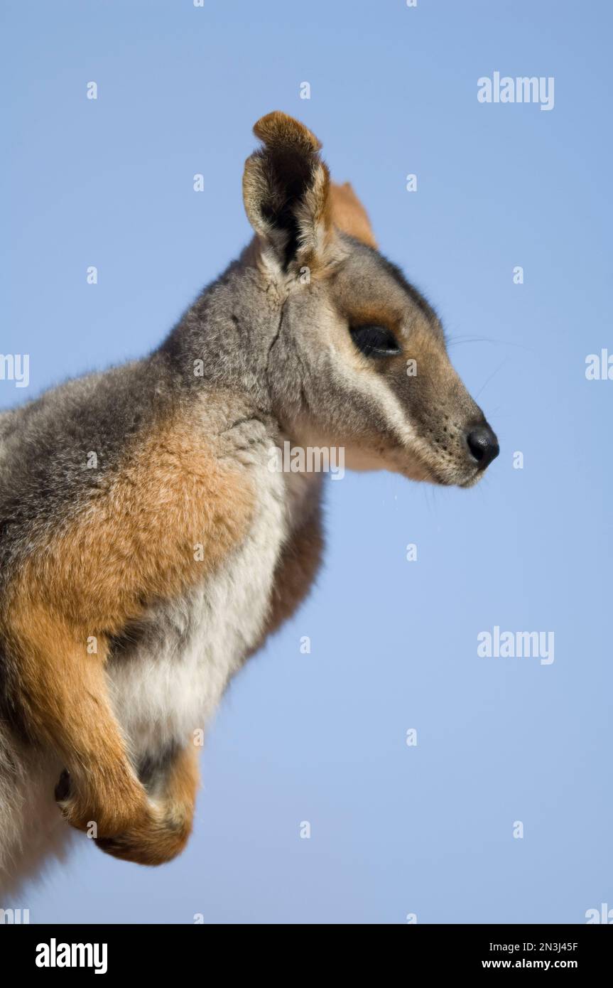 Portrait of a Yellow-footed rock wallaby (Petrogale xanthopus xanthopus ...