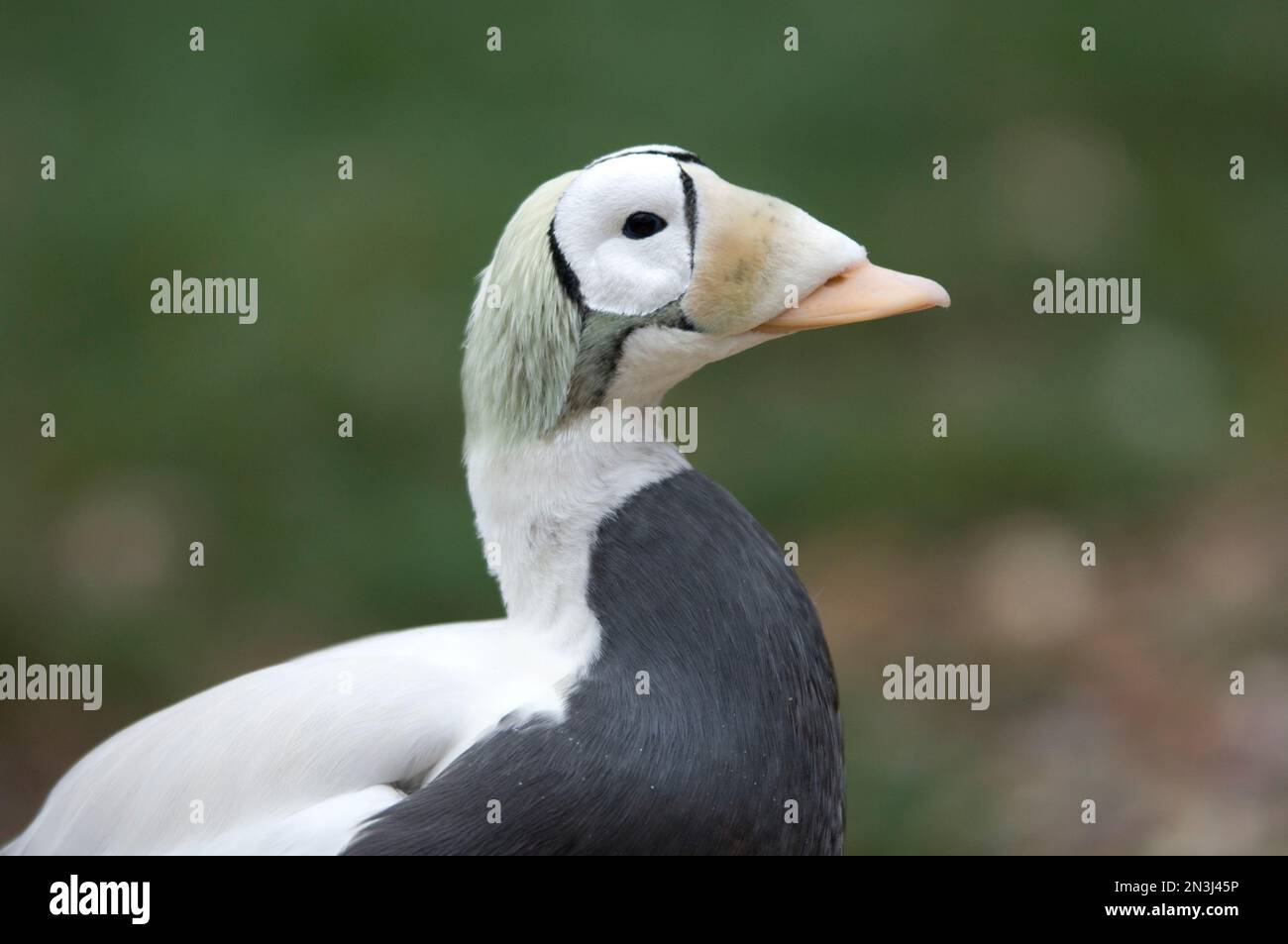 Spectacled duck hi-res stock photography and images - Alamy