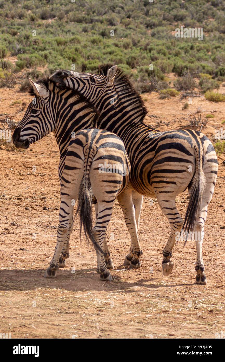 rear view of two zebras Stock Photo - Alamy